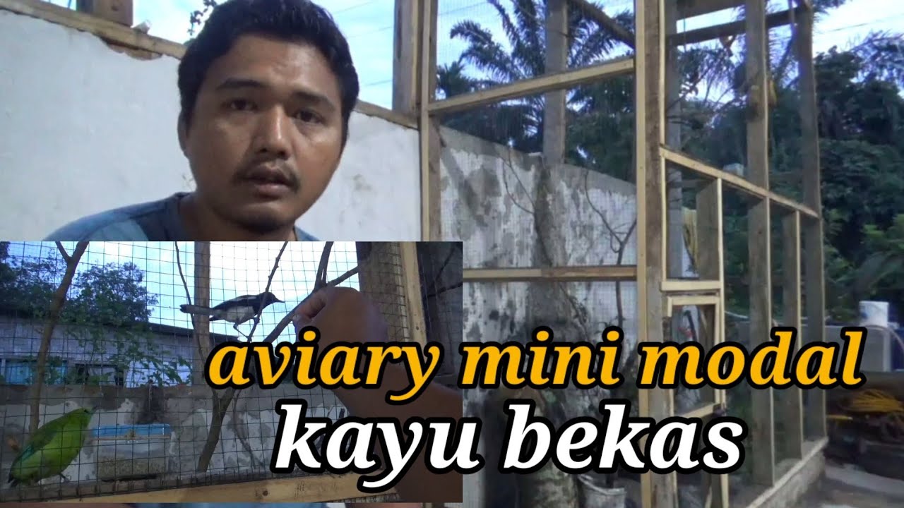 beberapa burung yang aman di aviary||||cumak modal kayu bekas - YouTube