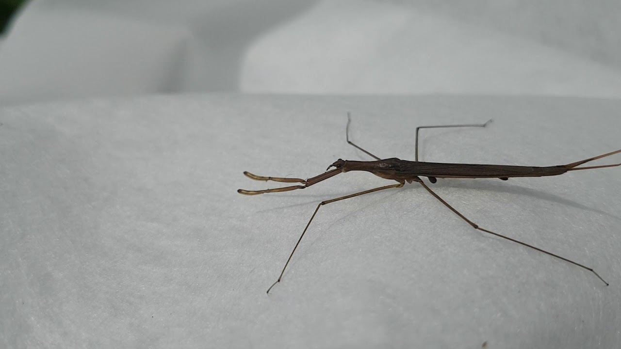 Pulk putukas Stick Insect. ESTONIA, Voose, Harjumaa Phasmatodea - YouTube