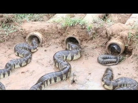 Snake trap - how how to catch snakes with PVC pipe - YouTube