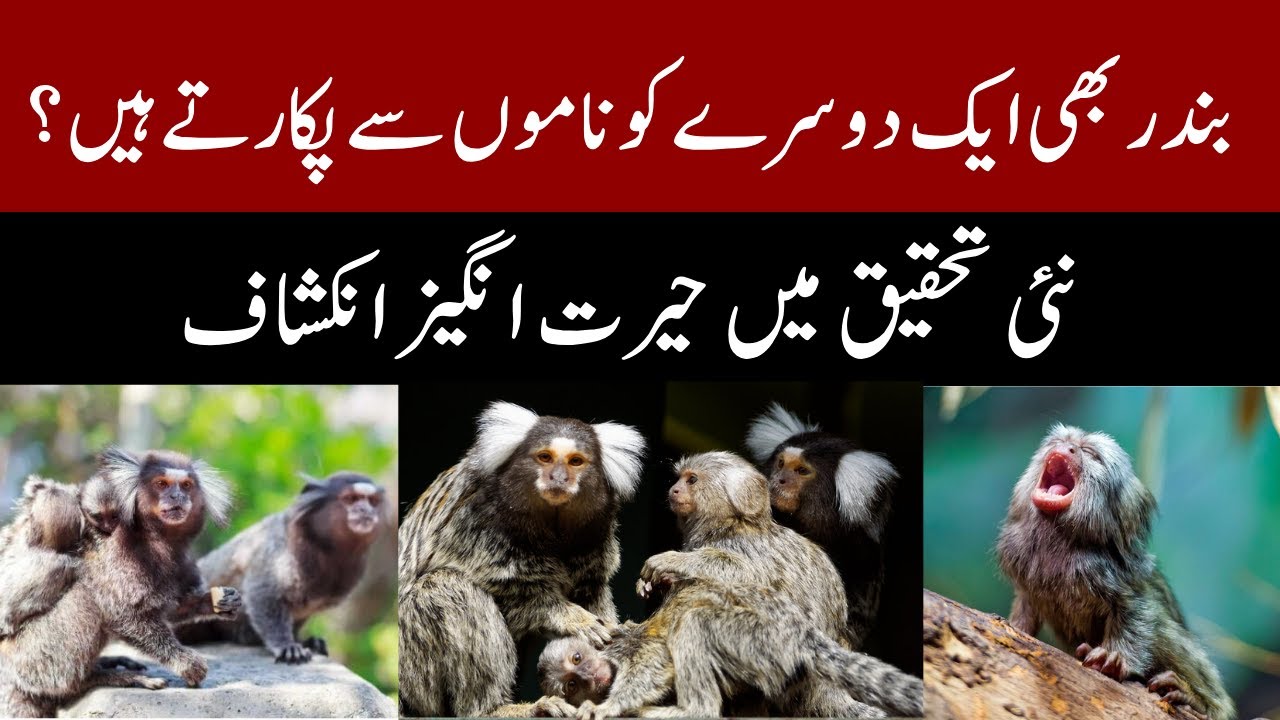 Monkeys found to call each other by 'name' in a new study? - YouTube