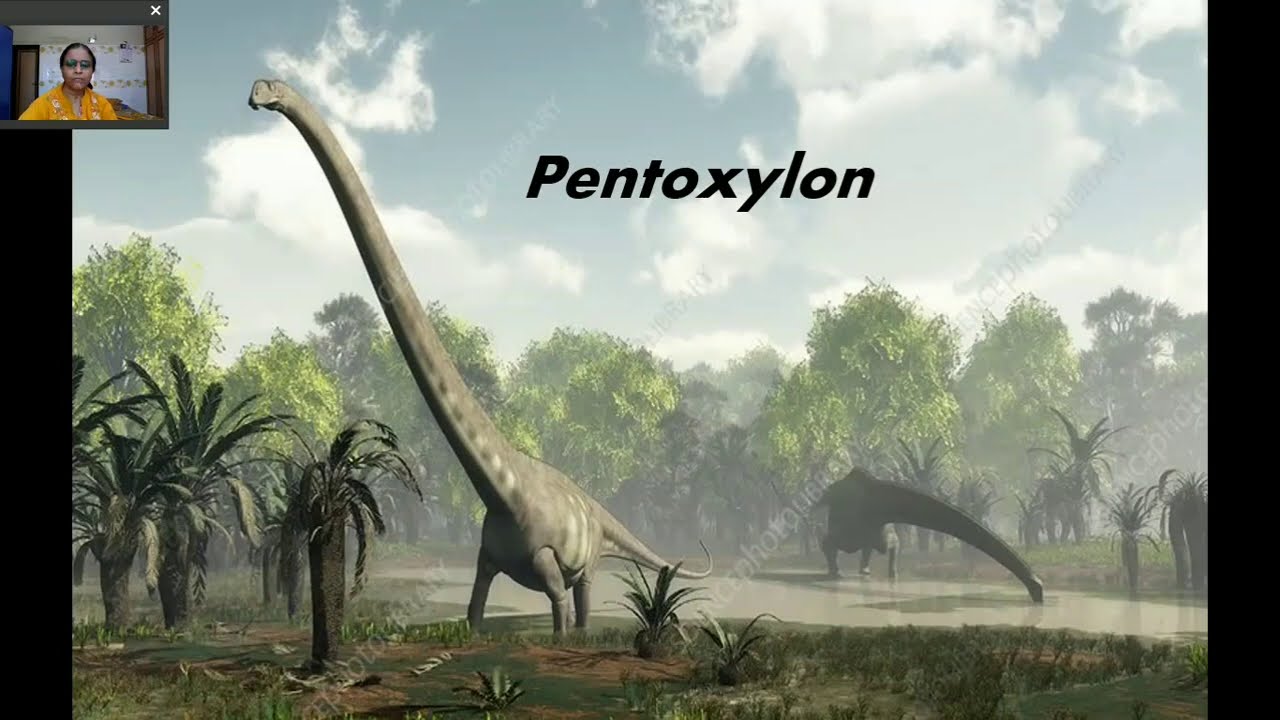 Pentoxylon - Fossil Plant - YouTube