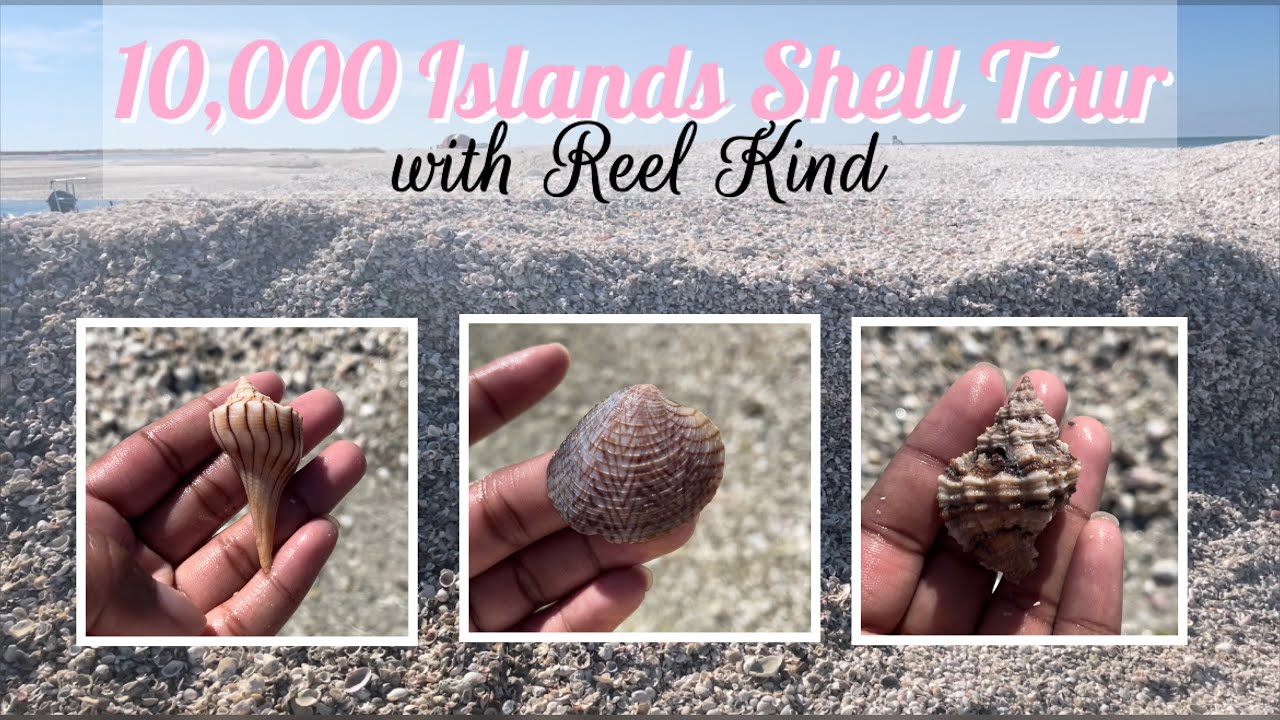 Epic Shelling Day on Shell Island! - YouTube