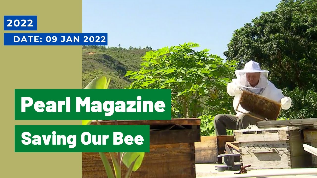 TVB News | Pearl Magazine| Saving Our Bees | 09 Jan 2022 | Hong Kong ...