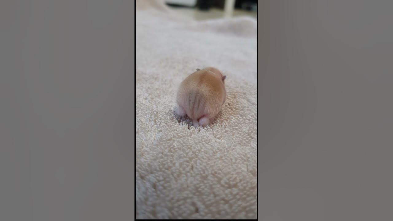 아기햄스터 엉덩이 씰룩 Youtube