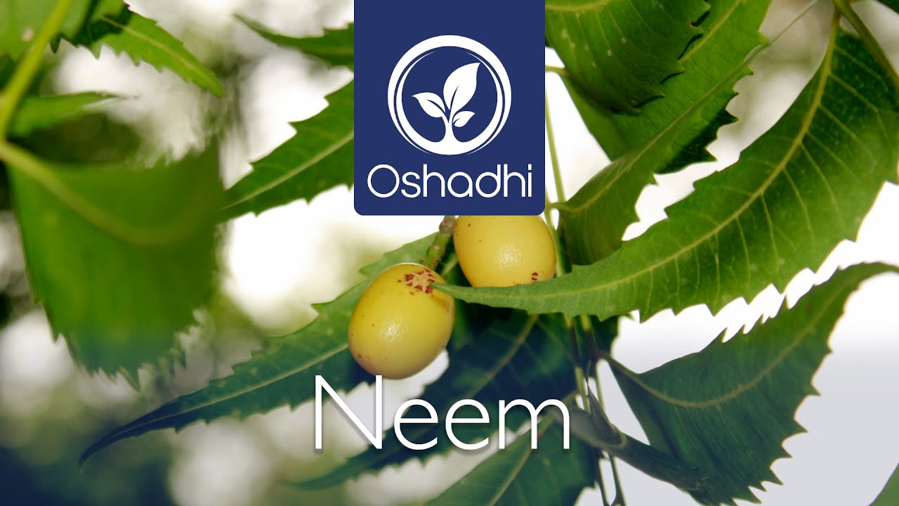 Neem (Azadirachta indica) - The sacred Tree of India | OSHADHI plant ...