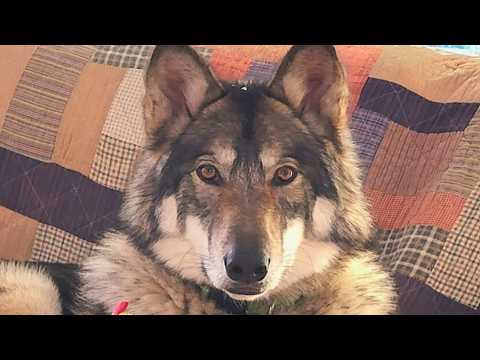 This is a wolfdog. He rarely barks and doesn't wag his tail