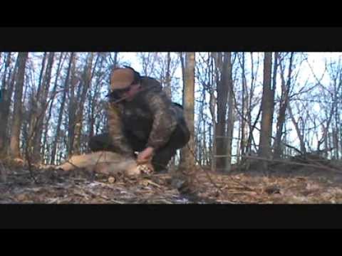 PA cable restraint Coyote - YouTube