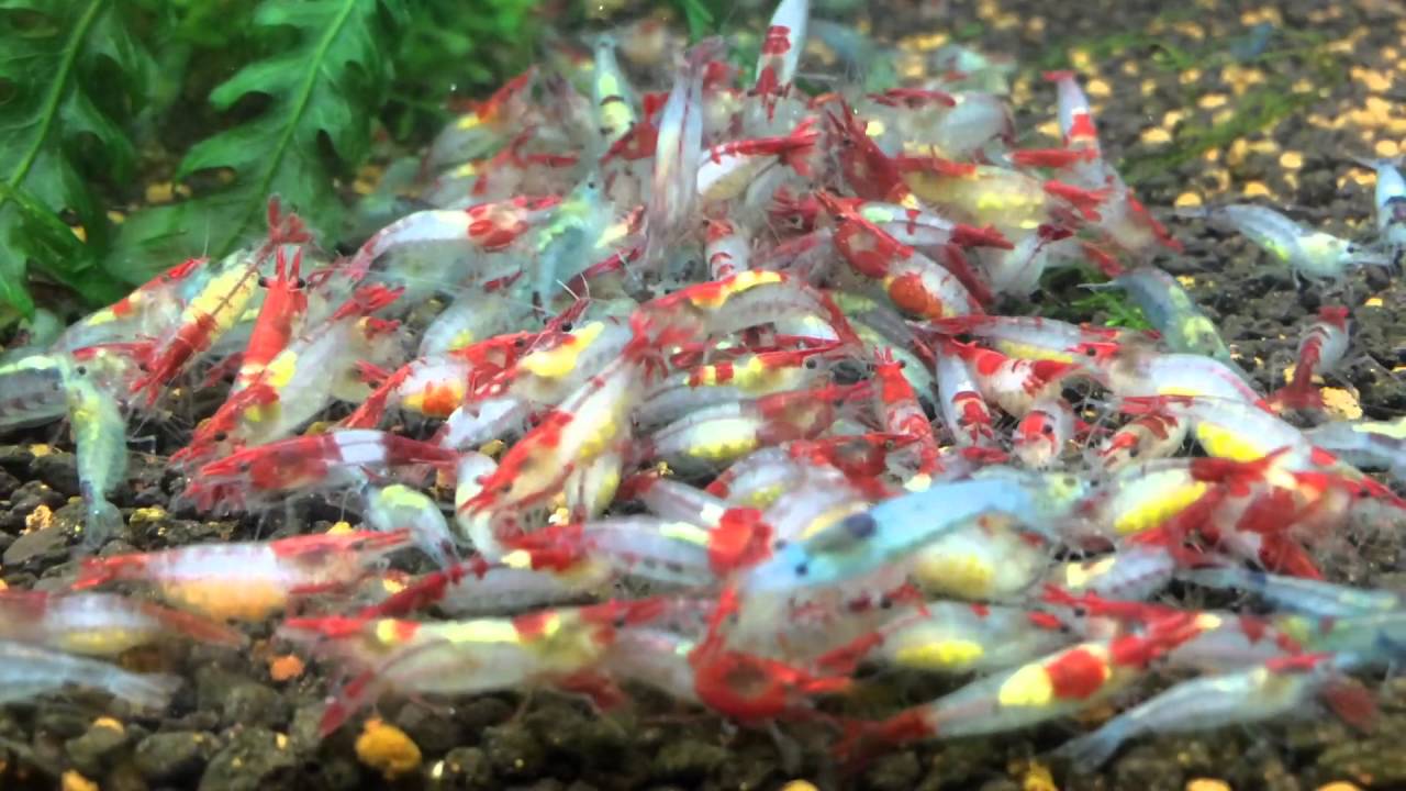 Silane Shrimps - Red & Blue Rili Shrimps - YouTube