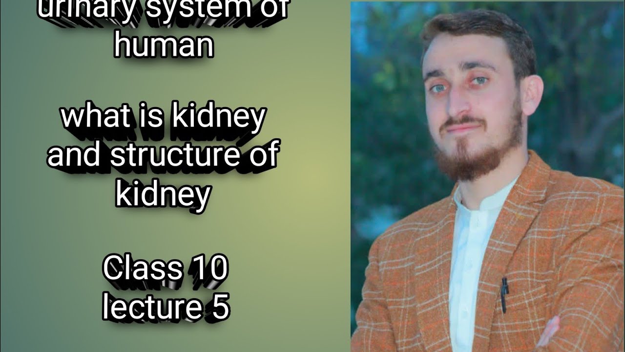 urinary system of human class 10 diagram. lecture.5. s.#study with ...