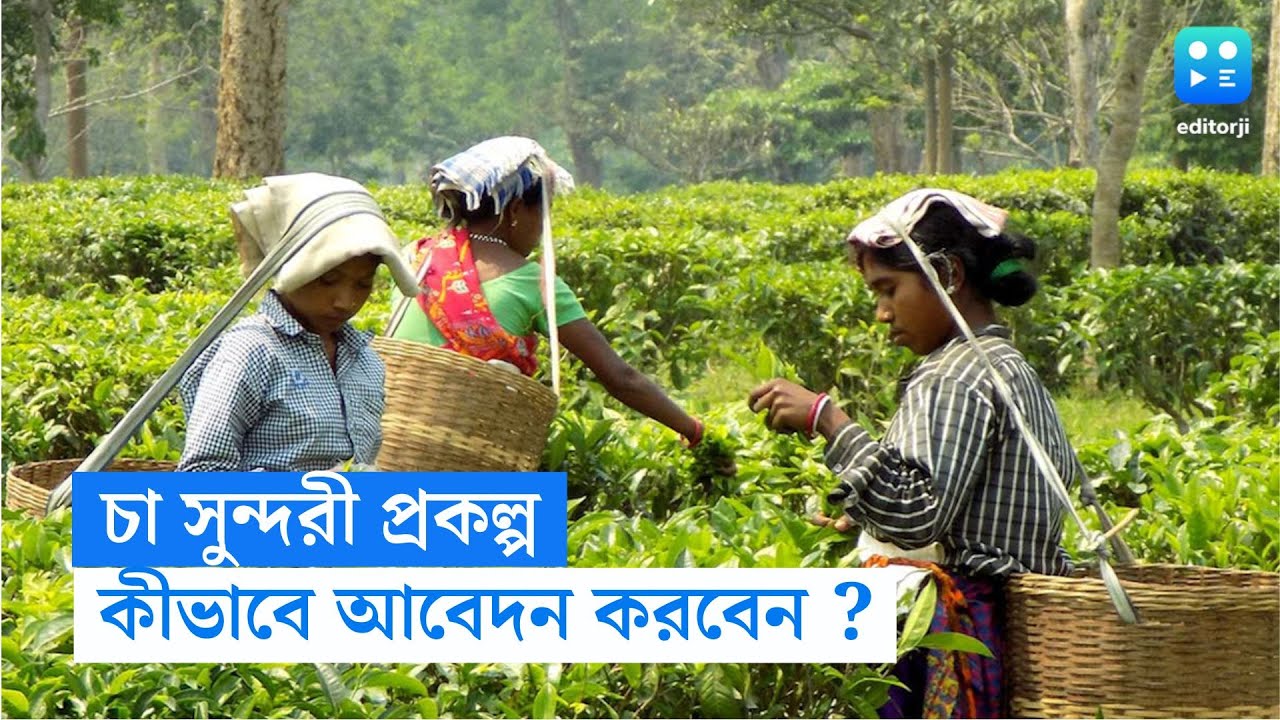 Cha Sundari Scheme : বিনামূল্যে রেশন থেকে বাড়ি,'চা সুন্দরী' প্রকল্পে ...