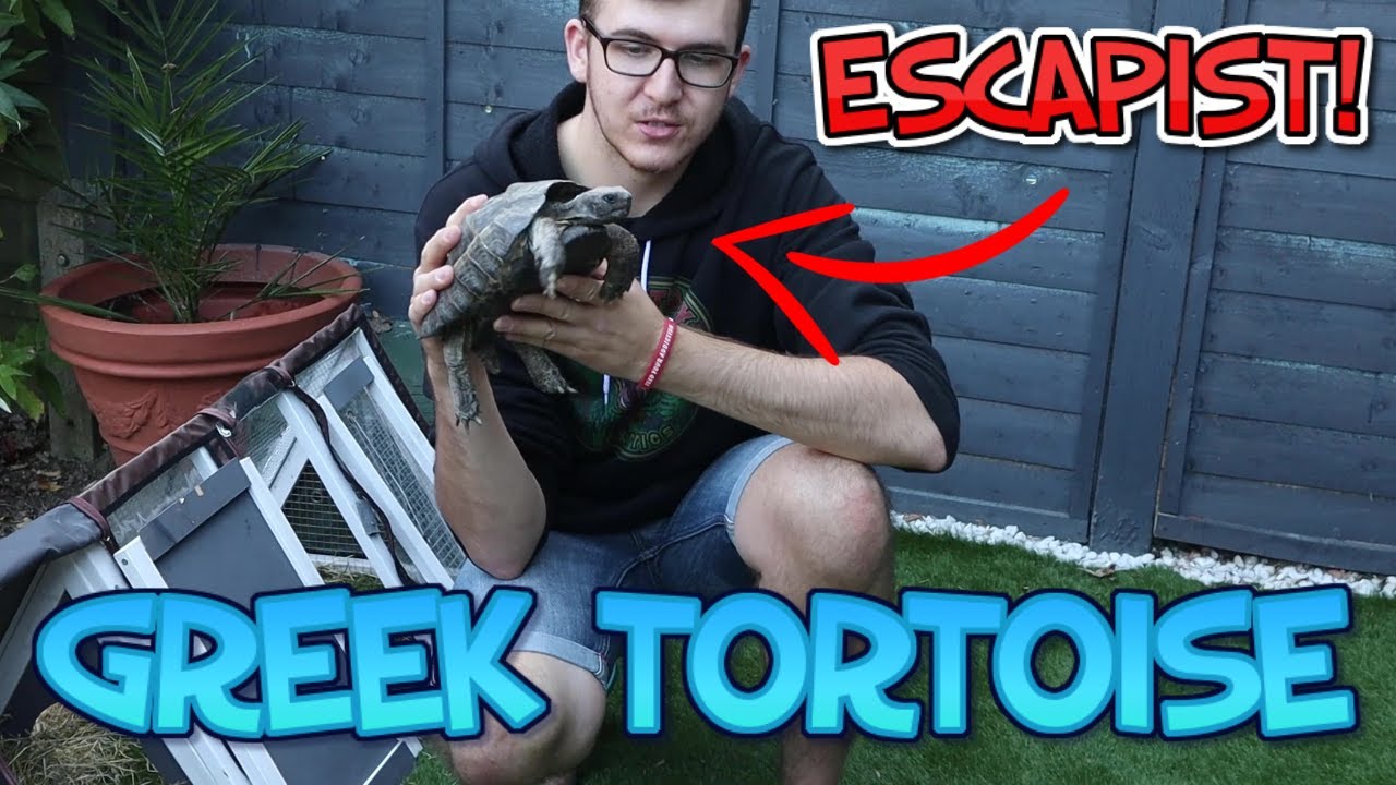 Greek Tortoise Outdoor Enclosure & Escape Proofing - YouTube