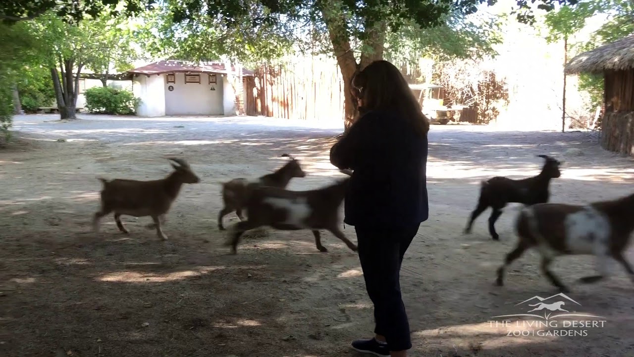 Goats Running Wild - YouTube