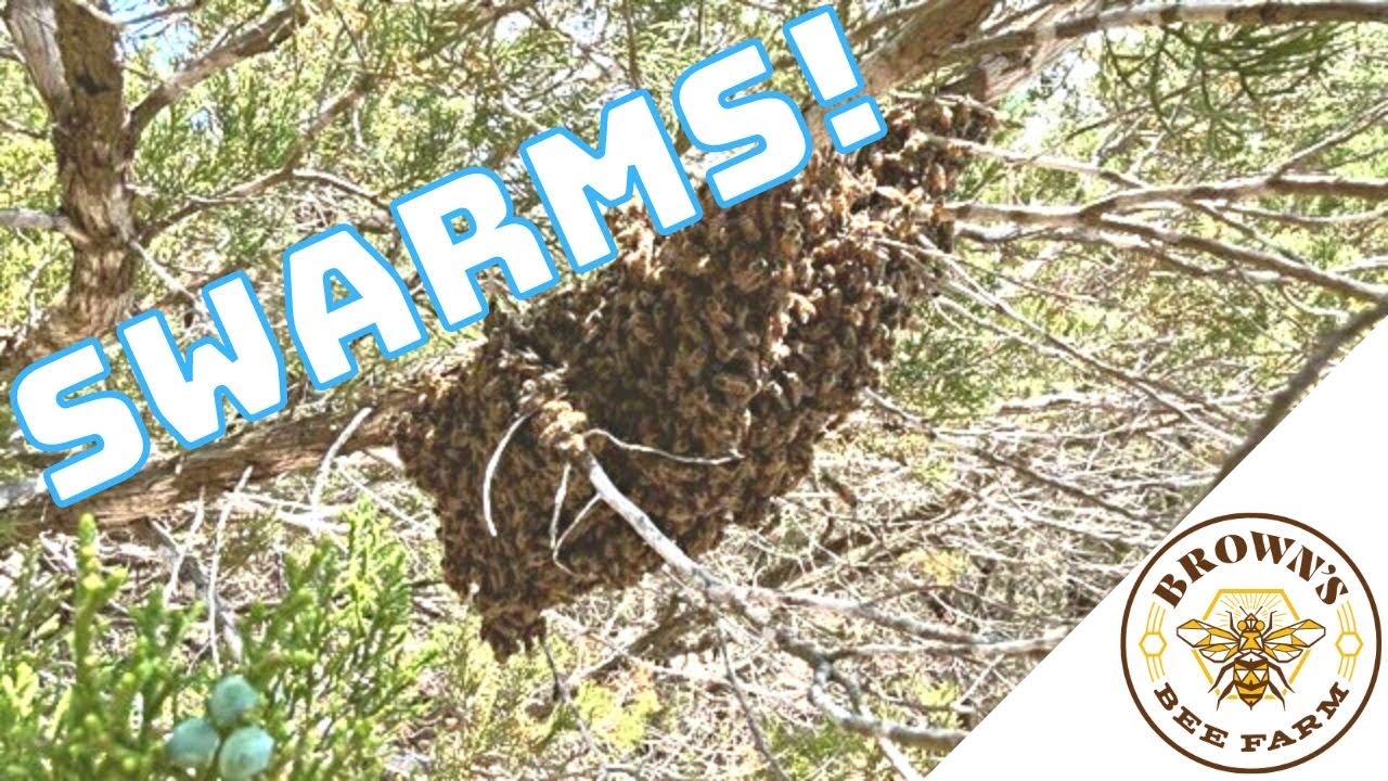 How to shake a swarm! - YouTube