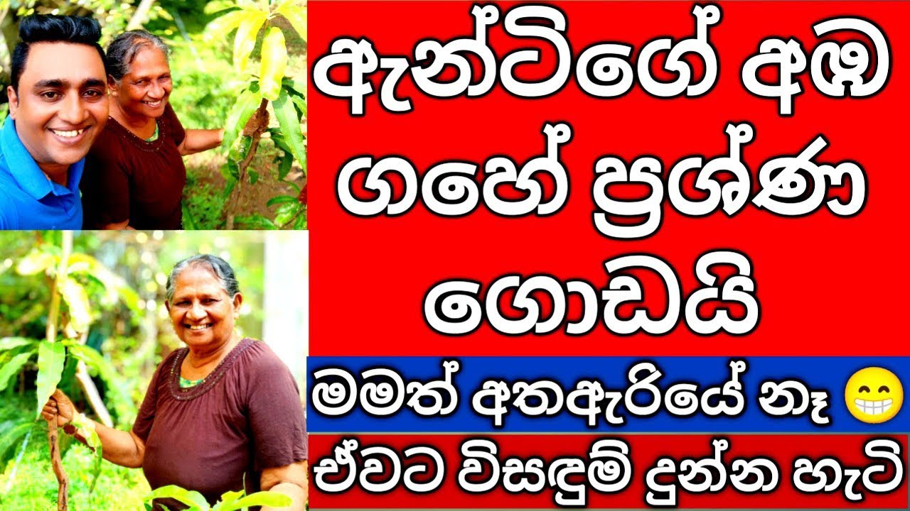 ඇන්ටිගේ අඹ පැළයේ ප්‍රශ්ණ ගොඩයි මේවා නිවැරදි නොකලොත් අඹ කනවා බොරු How to ...
