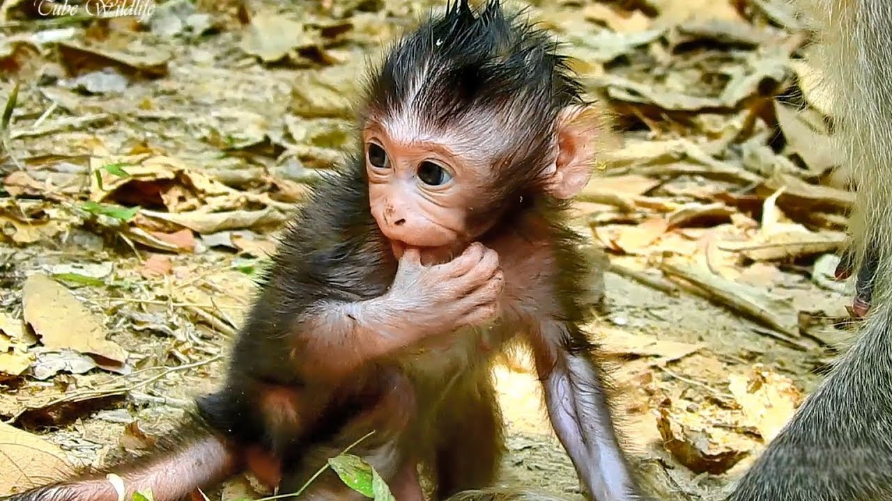 Baby monkey Allie so precious & wonderful | Allie baby very lovely ...