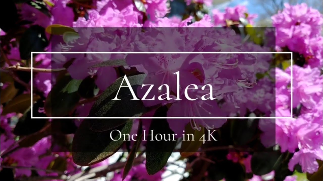 Azalea - One Hour in 4K - YouTube