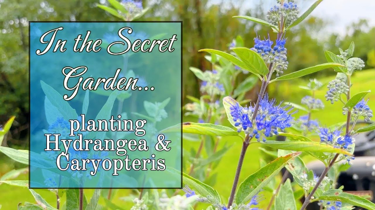 Planting Caryopteris 'Dark Knight' & Hydrangea in the Secret Garden ...