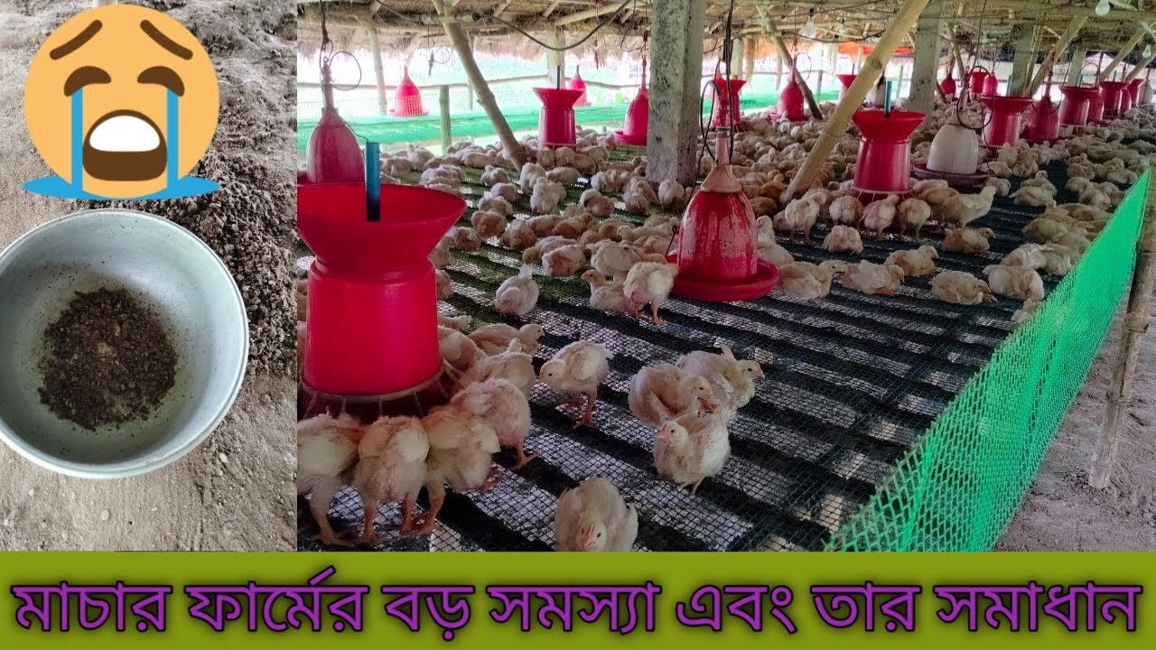 মাচার ফার্মের বড় সমস্যা এবং তার সমাধান/murgi/chicken/ poultry/mach ...