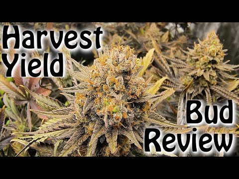 Blue Dream Harvest yield and Bud review!