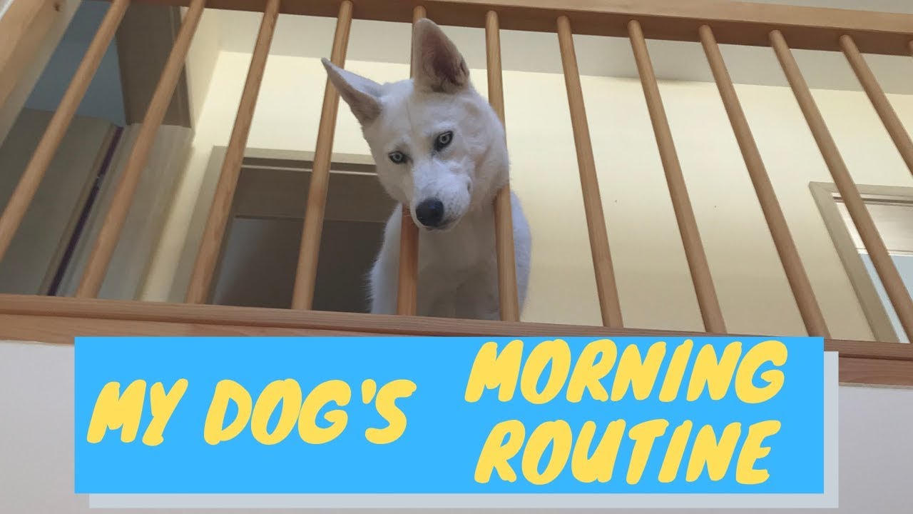 my dogs morning routine (2019) - YouTube