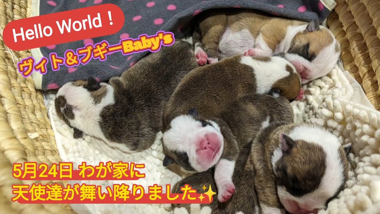 【Hello World！】ヴィト＆ブギーのベビーが誕生しました！#bulldog #ブルドッグ #ブル #ブリーダー #ベビー #子犬 ...