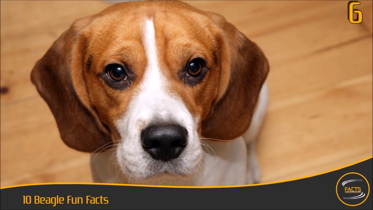 10 Beagle Fun Facts YouTube 10 Beagle Fun Facts YouTube