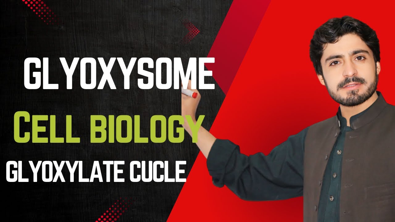 GLYOXYSOME ! MDCAT BIOLOGY GLYOXYLATE CYCLE #cellbiology #lysosome ...