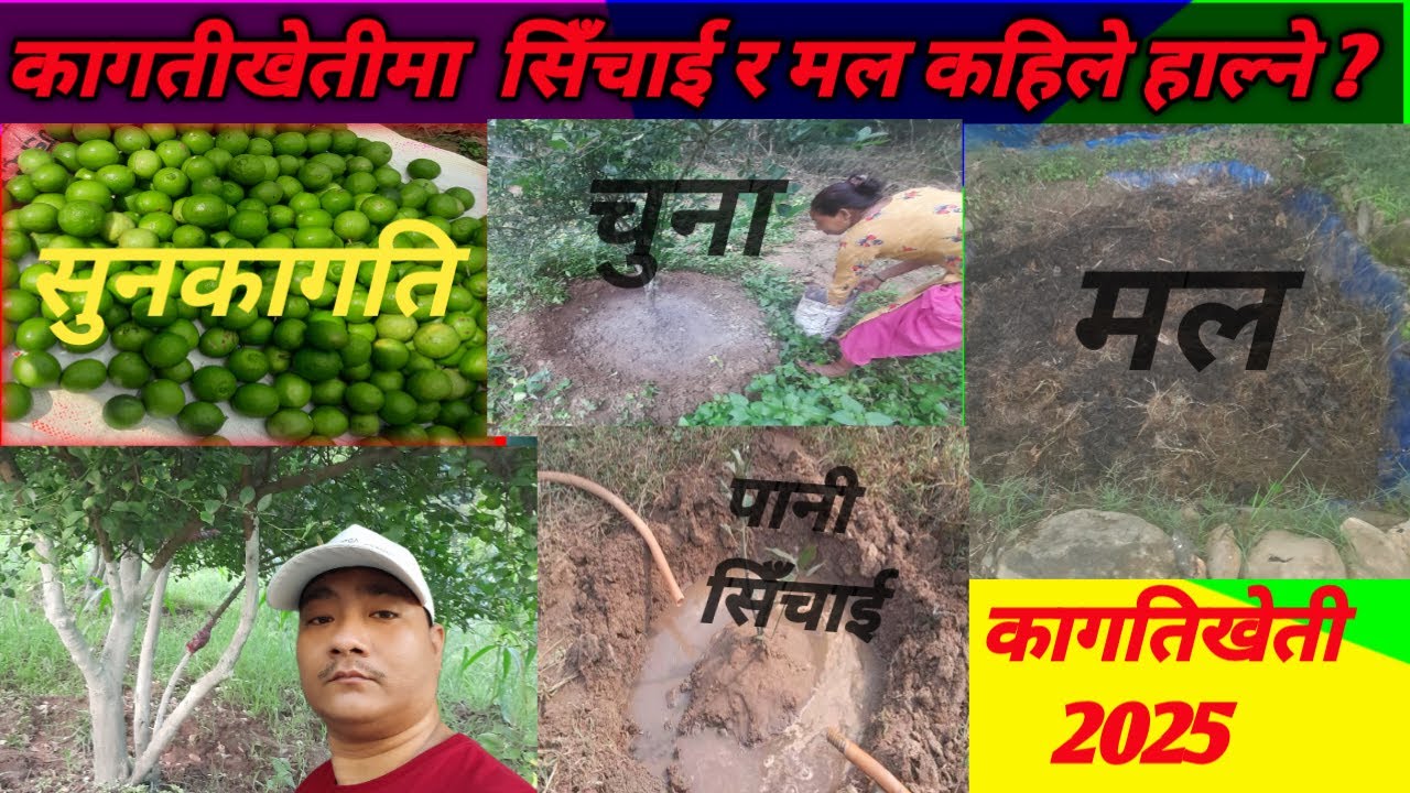 💥कागती खेतीमा सिंचाई र मल कहिले हाल्ने? 💥 kagati Kheti 2025 💥Balu KO A2 Farm 💥 - YouTube