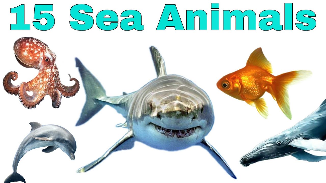 Sea Animals Names in English and Hindi | Learn Ocean Animals for Kids ...