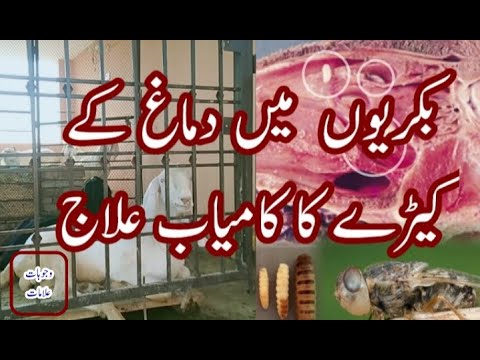 || Goats and Oestrus Ovis ||Nasal Bot Fly Larva || Brain Worms in Goats ...