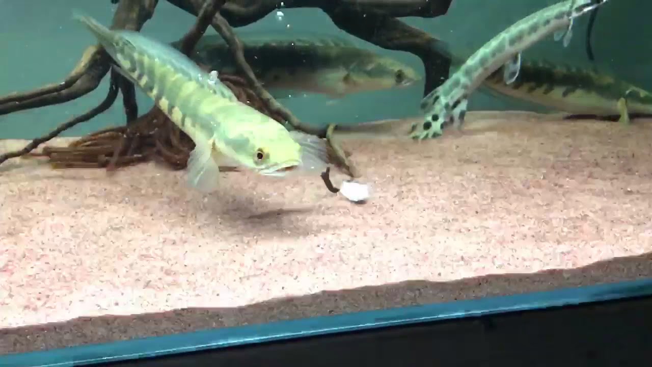 Royal Snakehead Feeding Slow Video - YouTube