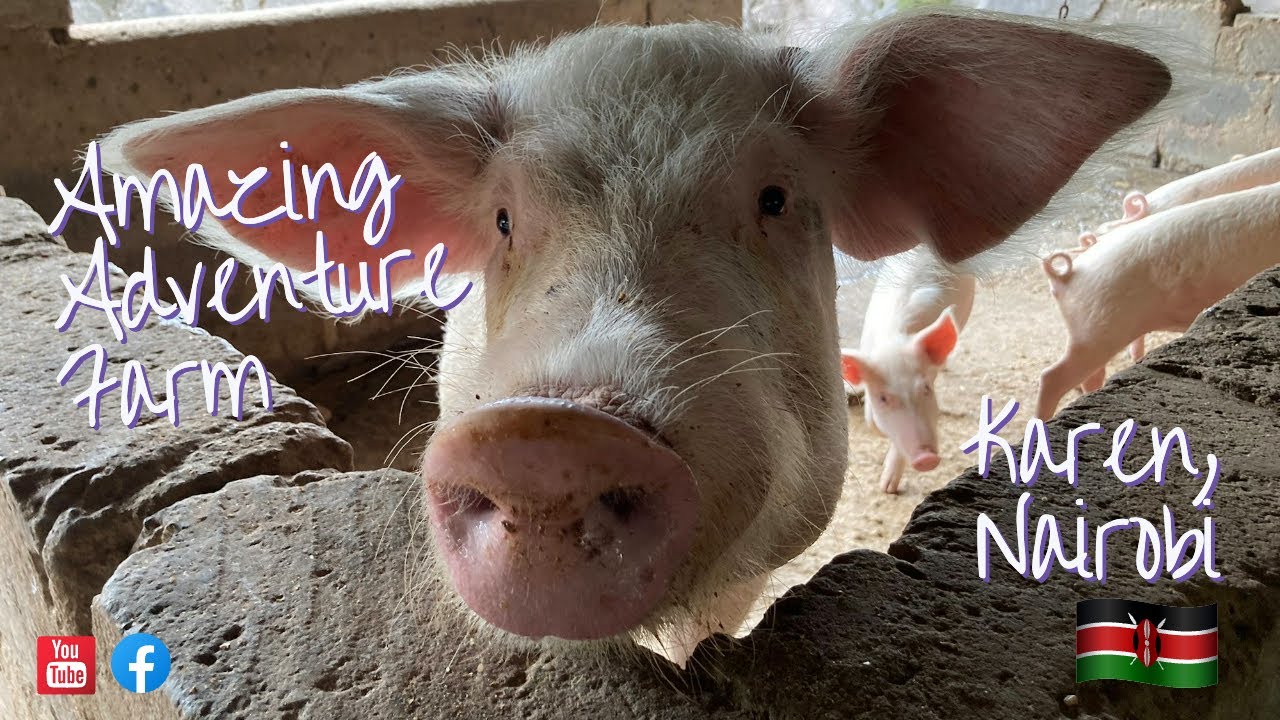 Adventure Farm | Karen, Nairobi | FAMILY FUN DAY | Complete Tour - YouTube