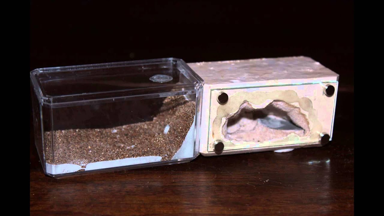 The Mini Hearth Formicarium - YouTube