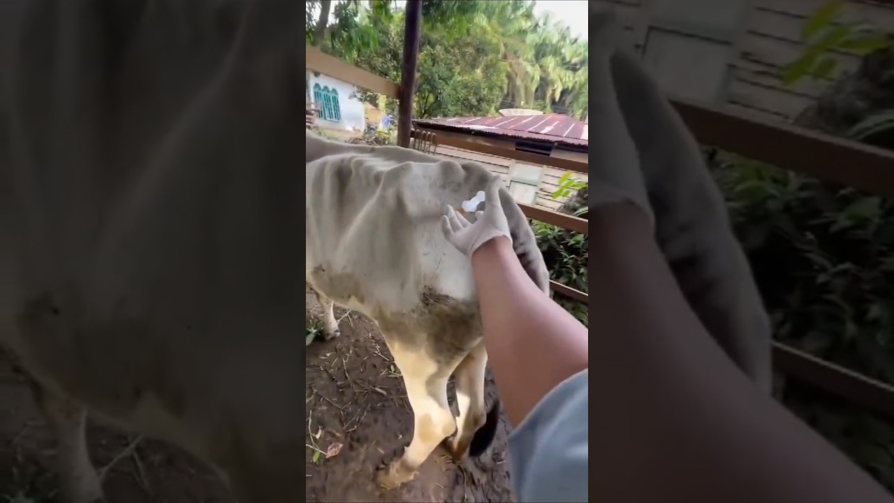 best way to inject in cows and dairy animals, #injection #vetinfo # ...