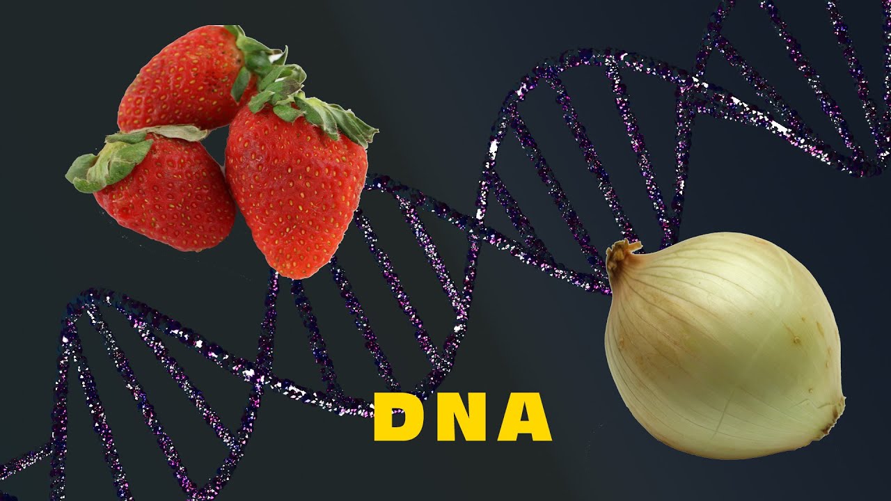 Como extrair o DNA de frutas, vegetais e humano! - YouTube