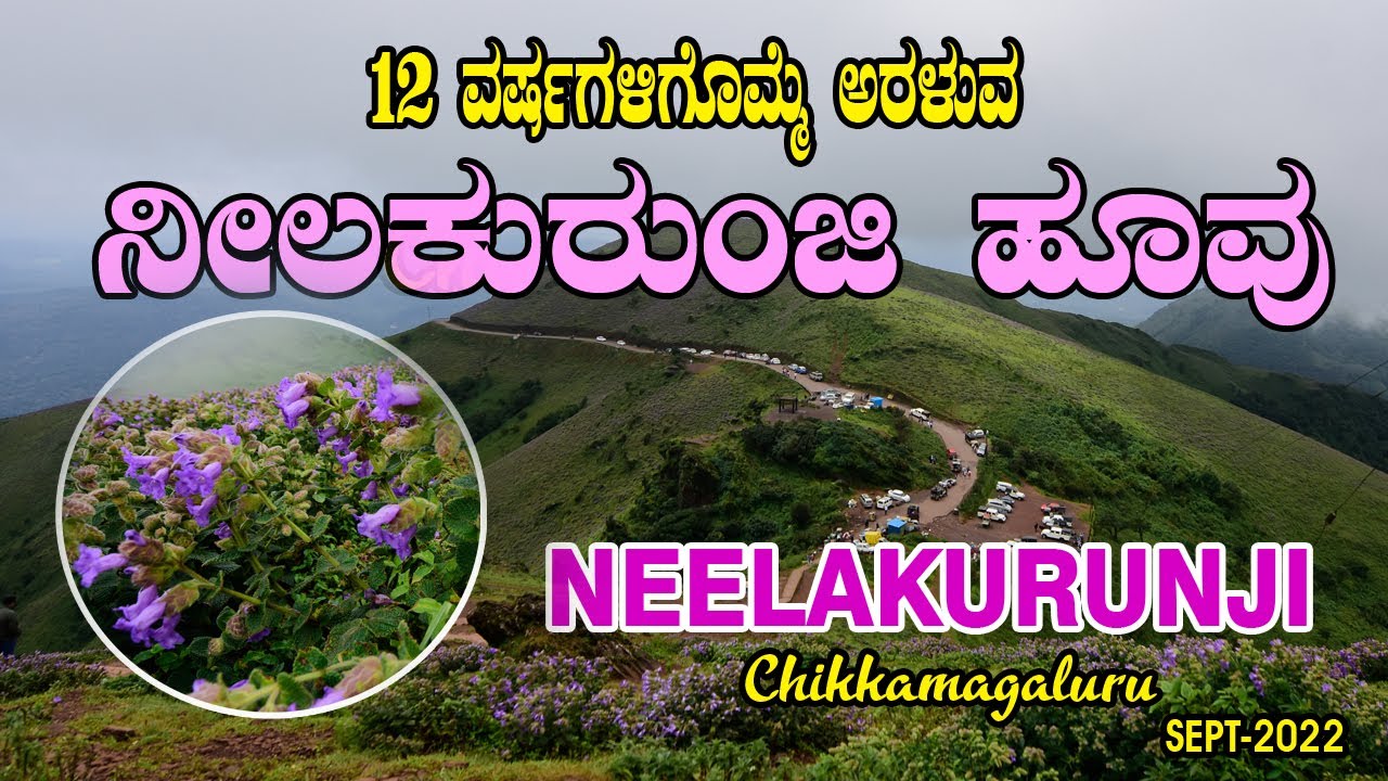 Neelakurinji Flowers Blooms Only Once in 12 years | Chikkamagaluru ...