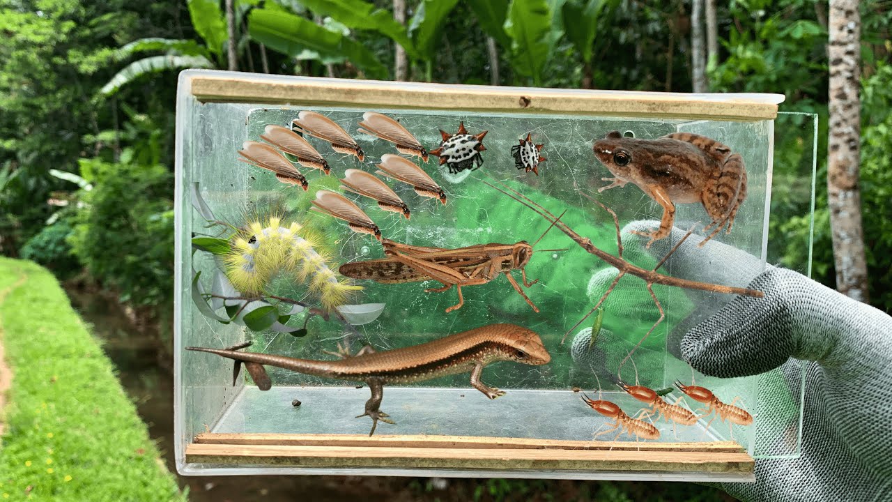 Unbelievable Close-Up: Catching Stick Insects, Grasshoppers, Spiders ...