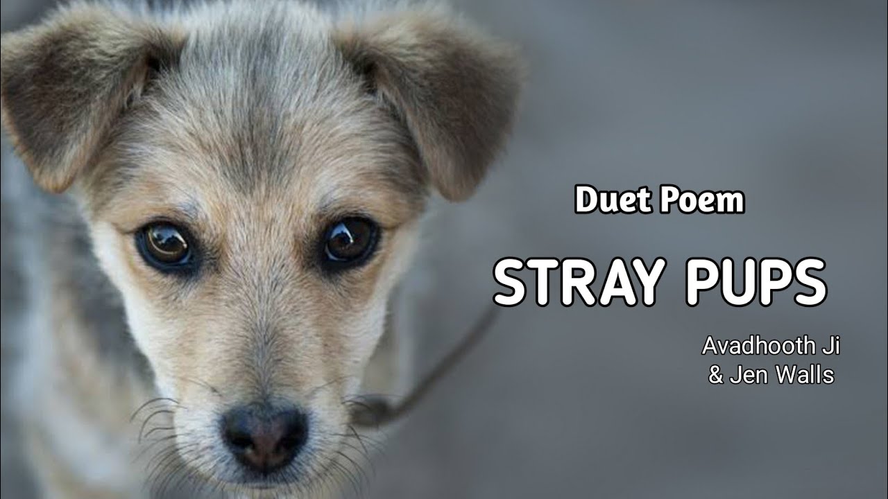 Duet Poem " STRAY PUPS ". - YouTube