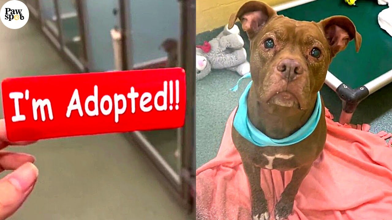 Priceless Moments When Shelter Dogs Realized They Are Being Adopted ...