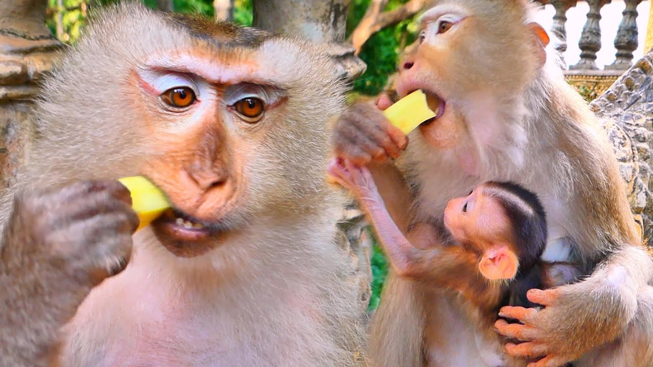 Serene Monkey Snack Time – Soft Eating Sounds for Sleep. - YouTube