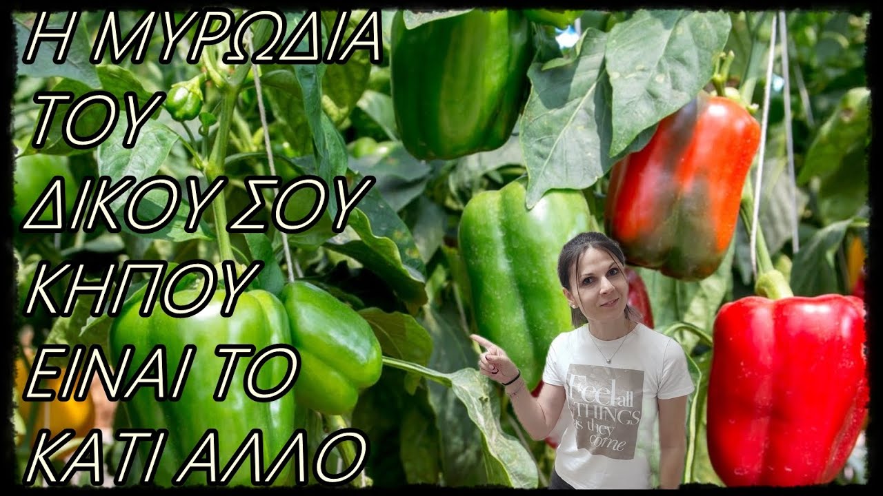 Μαζεύοντας Φρέσκες Πιπεριές🌶️ από τον Κήπο στο Χωριό🏡.Άρωμα Φύσης ...