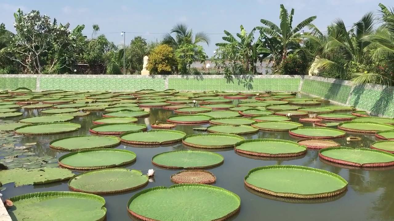 Chua sen lon - YouTube