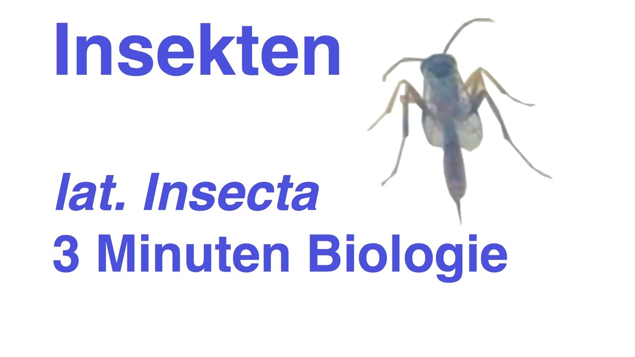 Insecta - Insekten - 3 Minuten Biologie - YouTube