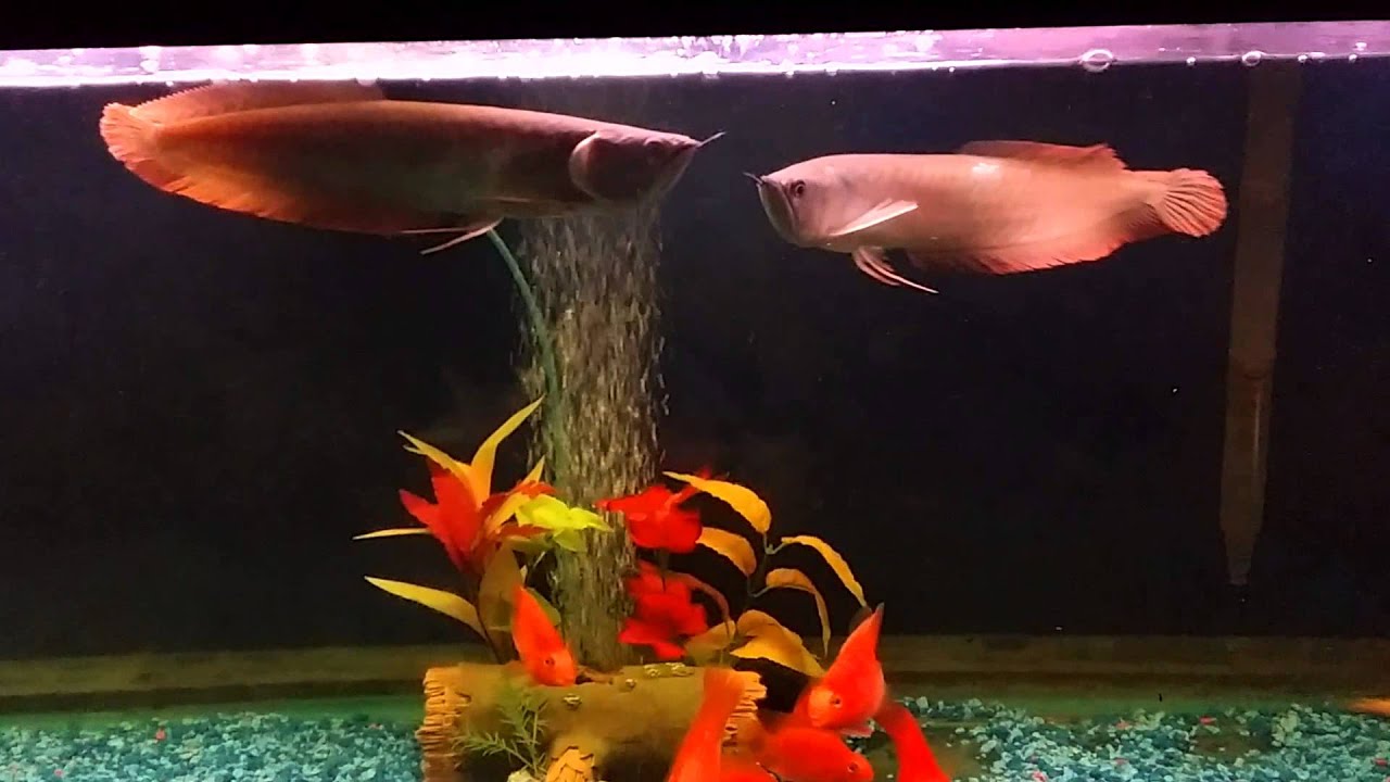Silver arowana Ngan Long ,parrot fish tank - YouTube