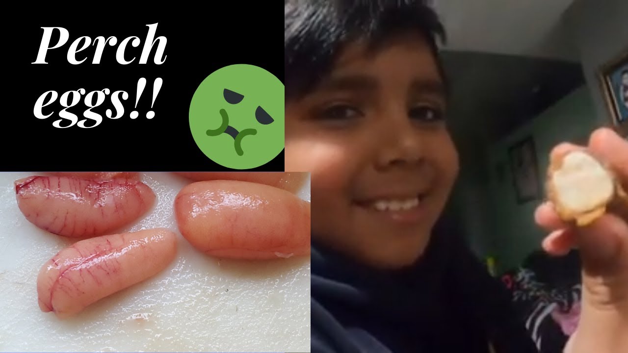 Eating Perch Eggs For The First Time (ROE) And Some Delicious Fish ...