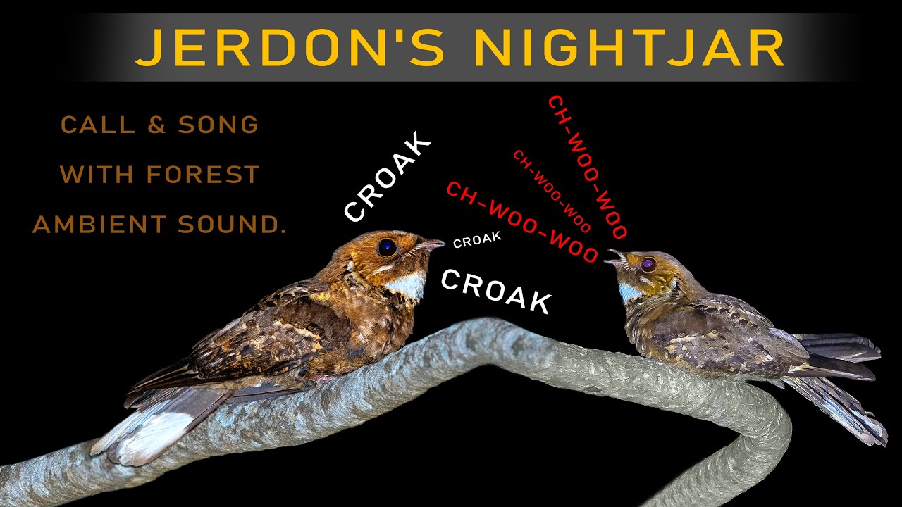 Jerdon's Nightjar || 2 types of call & Song, 4K. #rahul_chakraborty # ...