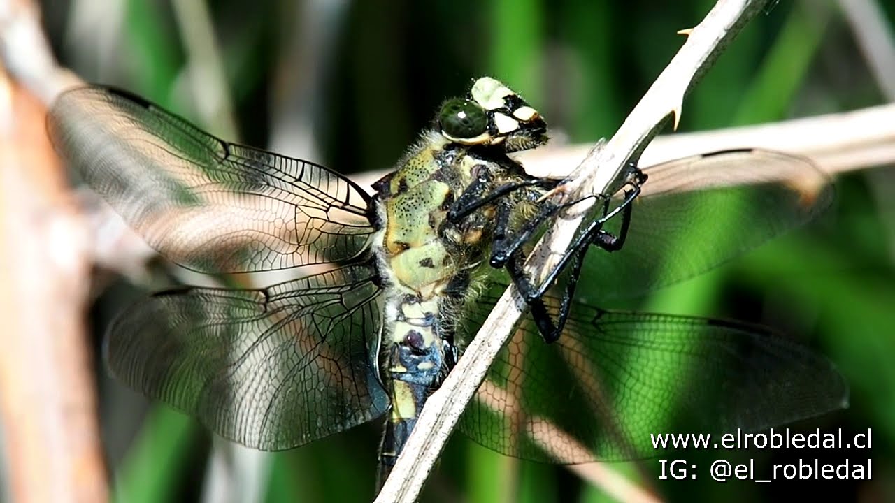 Phenes Raptor devorando un Caballito del Diablo - YouTube
