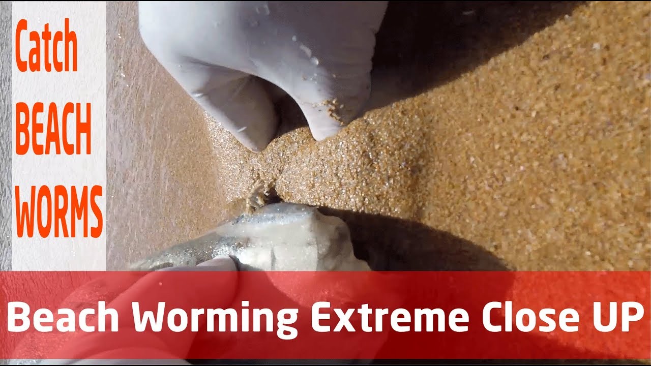 Beach Worming Extreme Close Up in HD - YouTube