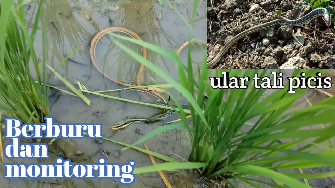Berburu dan monitoring ular tali picis/ular kisi - YouTube