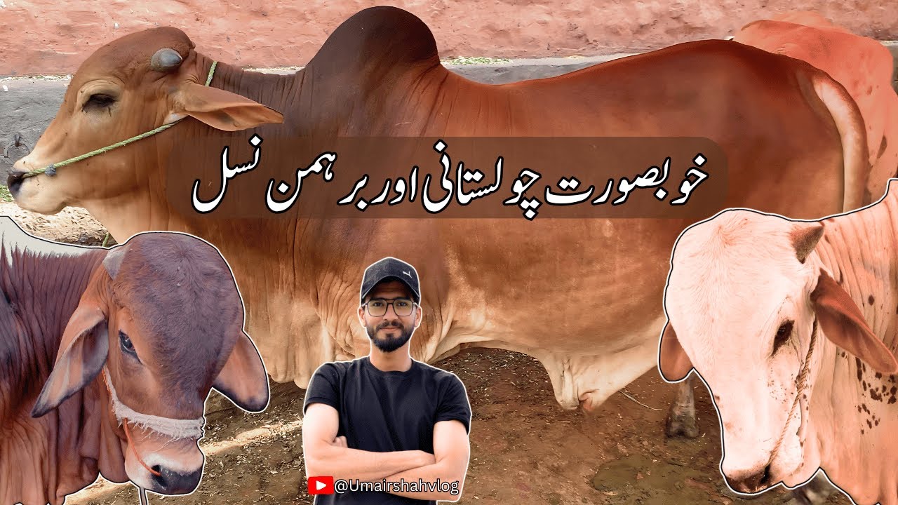 cholistani or brahman cow | Wednesday Latest Update | cattle farming in ...